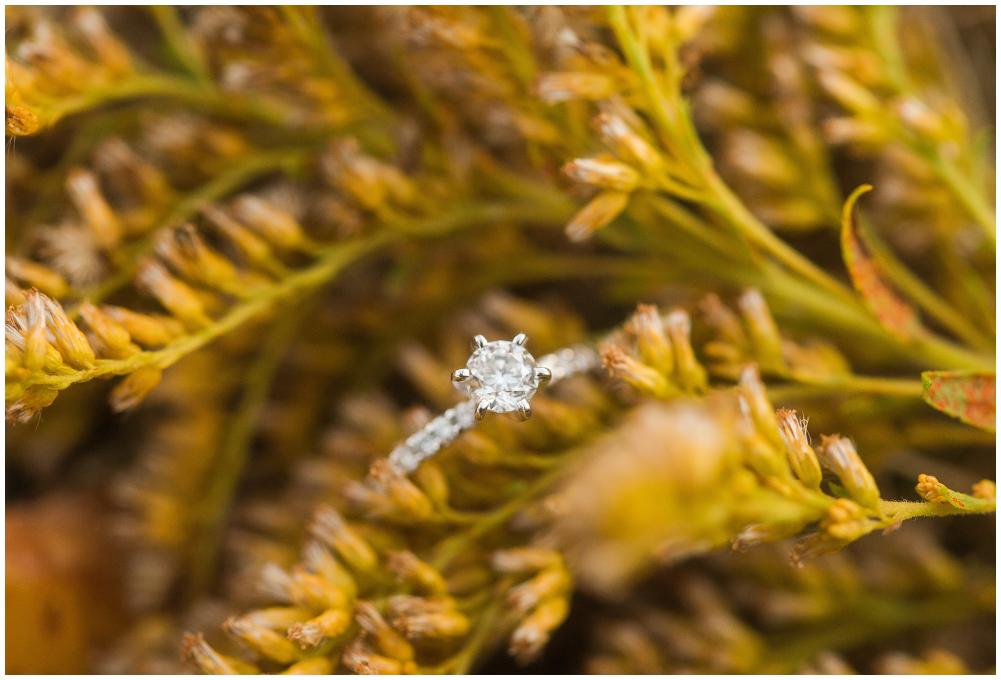 Mackenzie + Bryce | Springfield Illinois | Fall Engagement Photographer ...